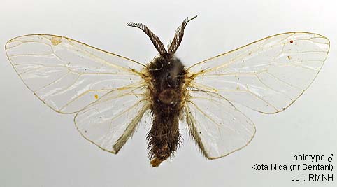 Papua Insects Foundation (Lepidoptera/Psychidae/Chalioides perspicua)